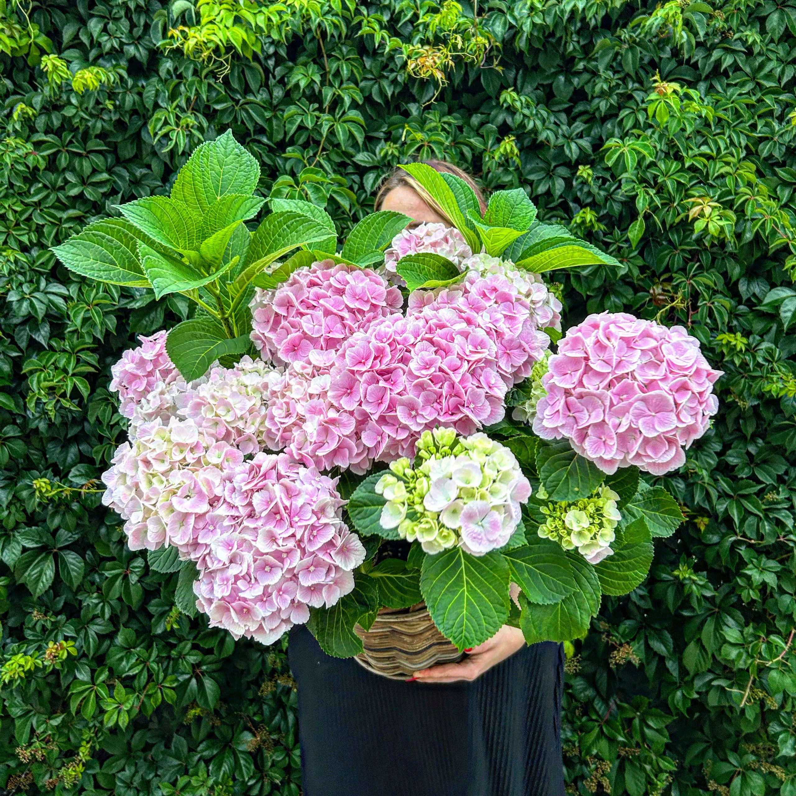 Extra Large Hydrangea Plant | Hacienda Flowers and Furnishings