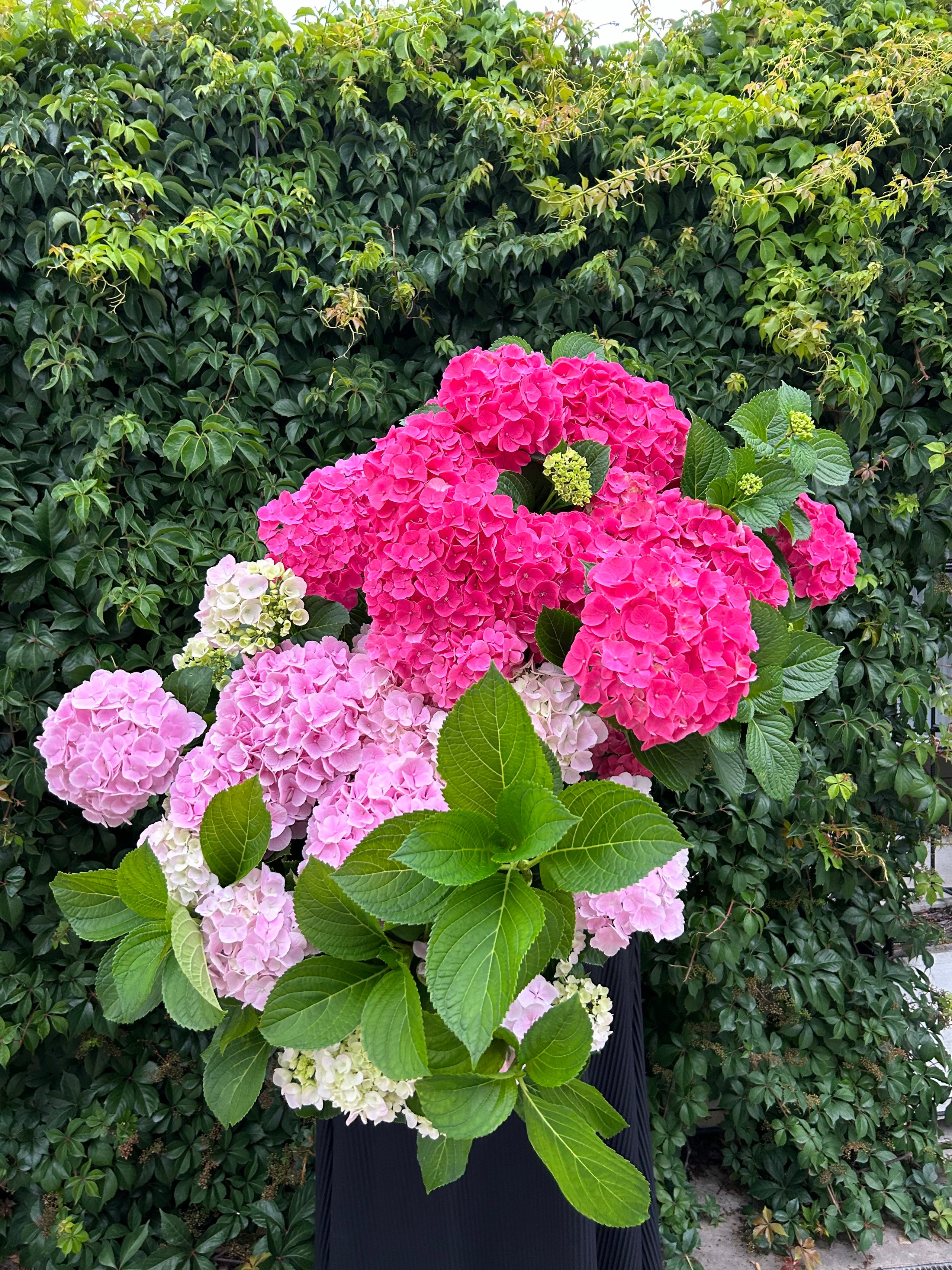 Extra Large Hydrangea Plant | Hacienda Flowers and Furnishings