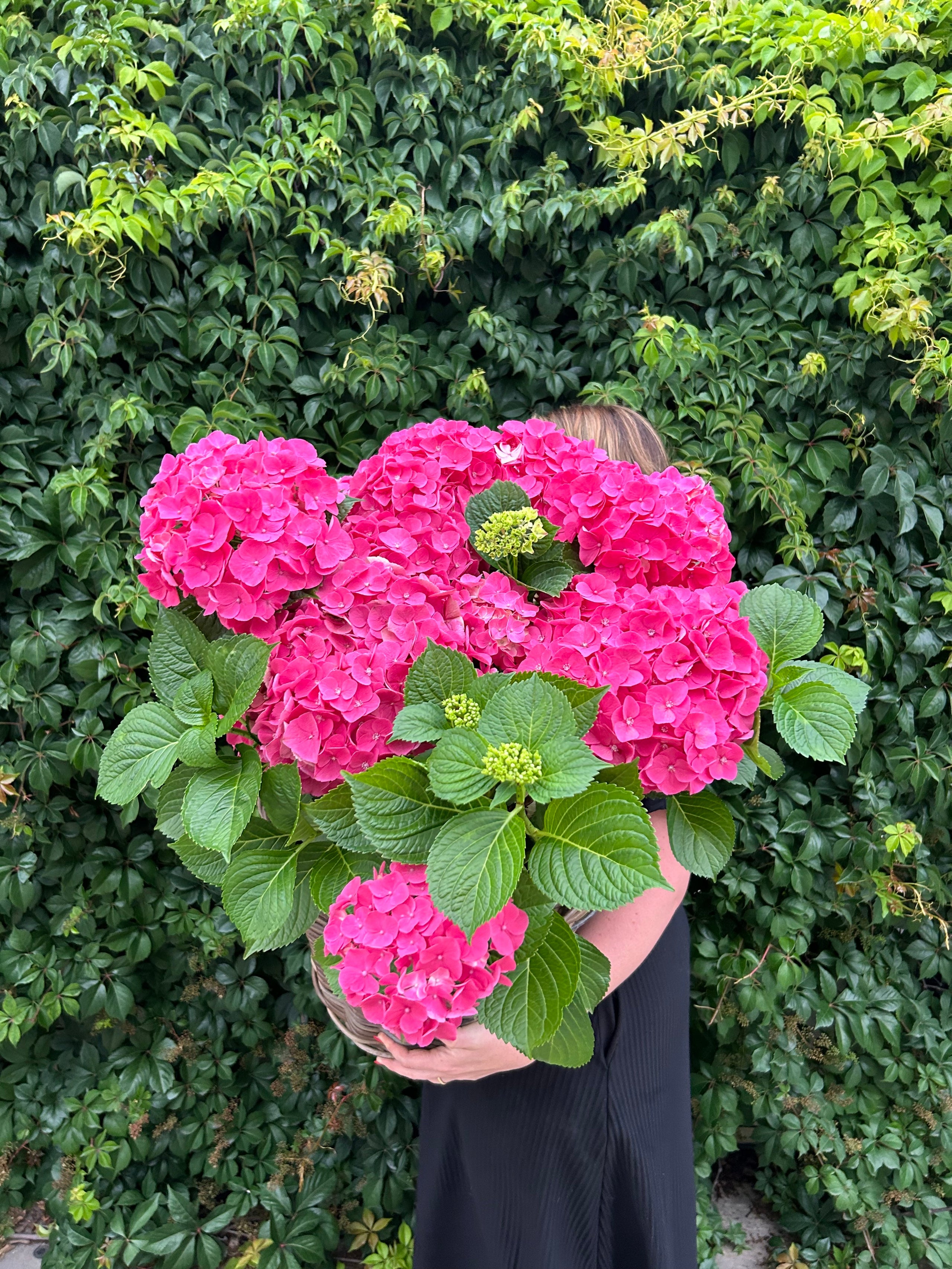 Extra Large Hydrangea Plant | Hacienda Flowers and Furnishings