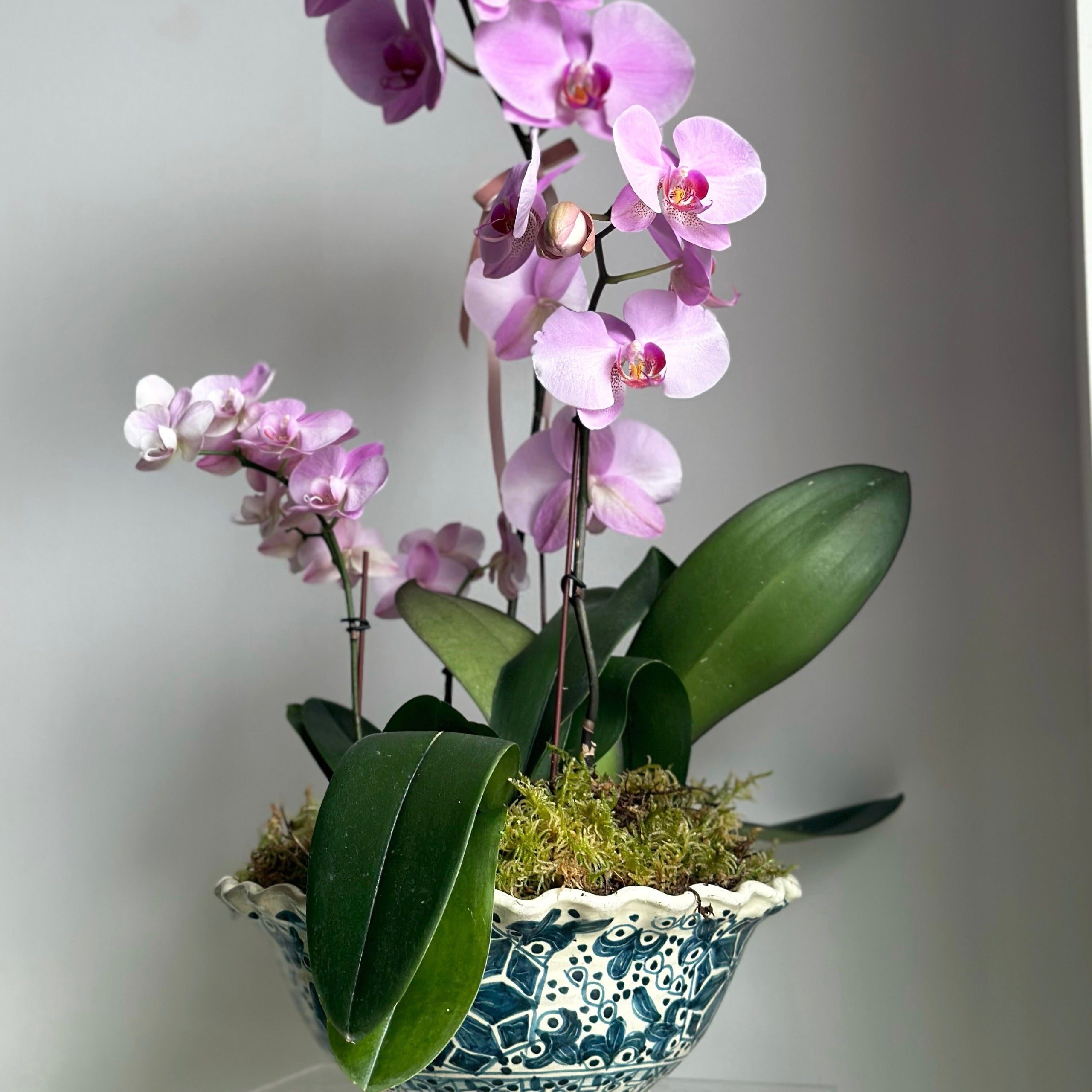 Mexican ceramic potted orchid | Hacienda Flowers and Furnishings